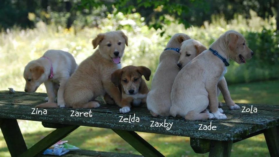 Golden Huggs Rescue, Inc.