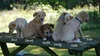 Golden Huggs Rescue, Inc.