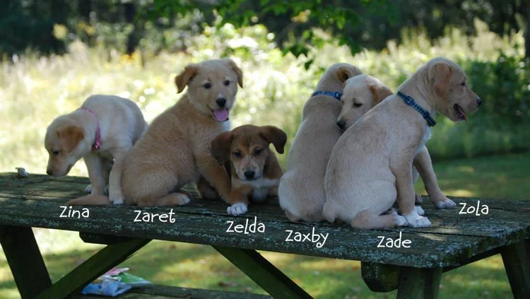 Golden Huggs Rescue, Inc.