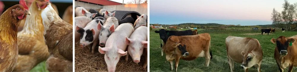 Daybreak Growers Alliance