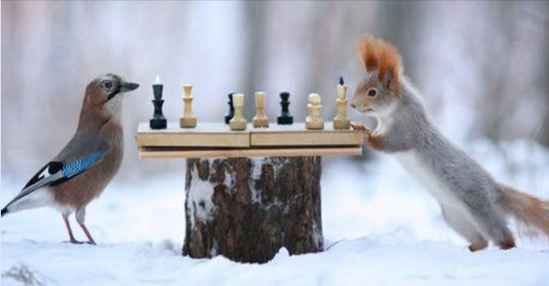 Courses — Caveman Chess