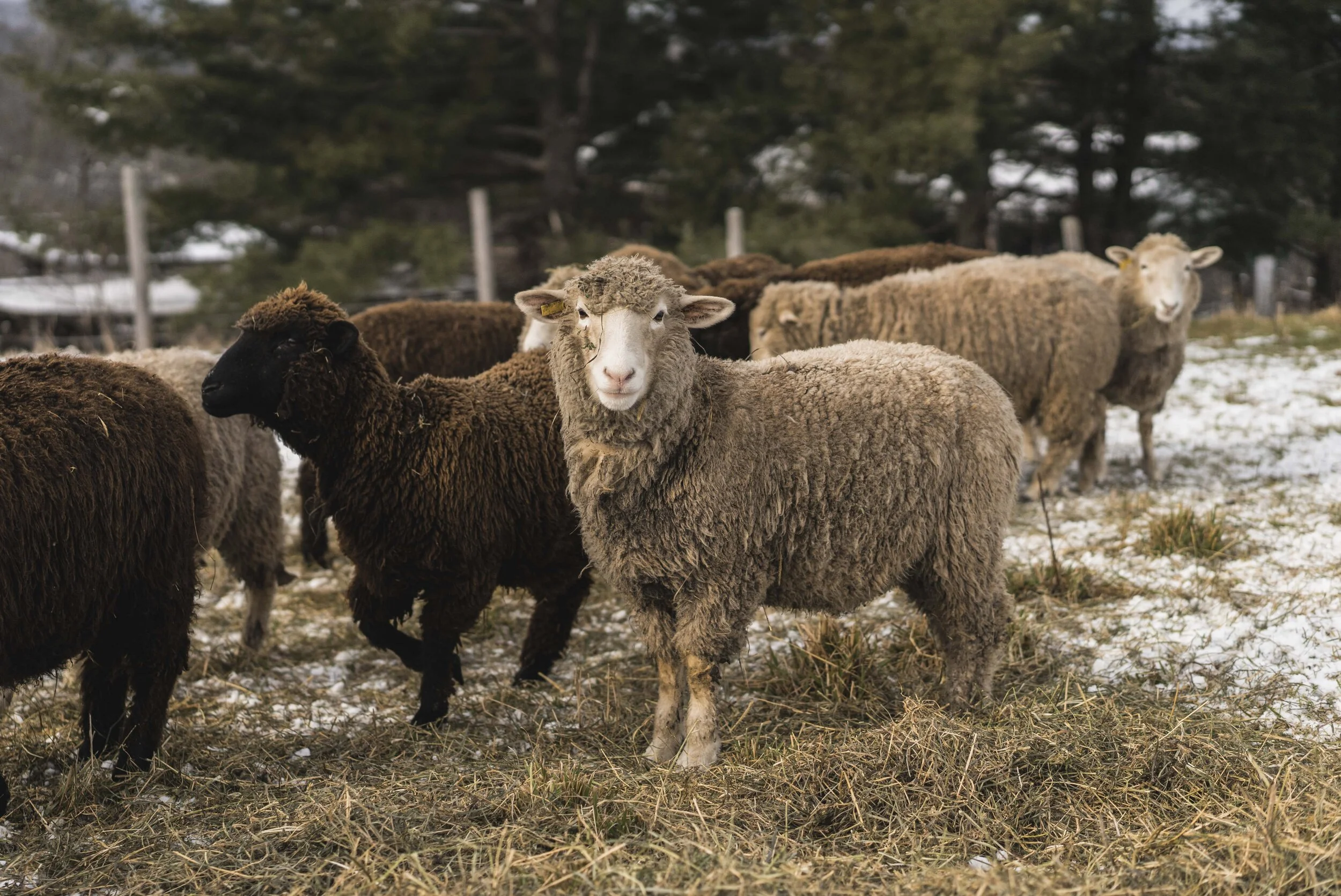 Workshops and Kits — Upper Canada Weaving