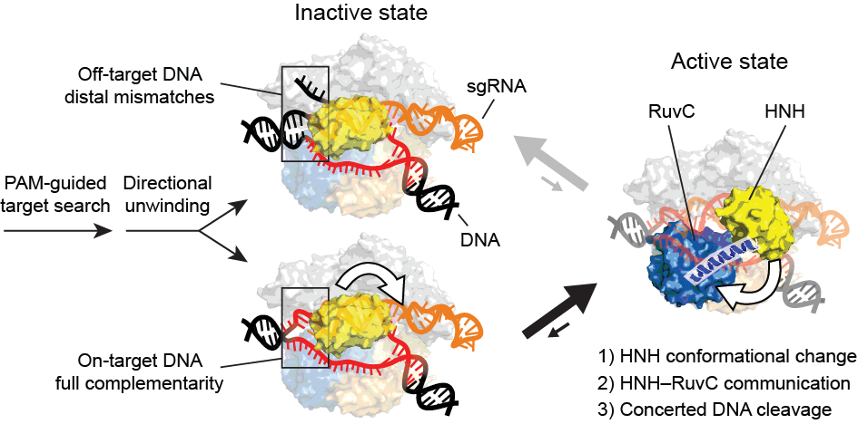 Research — Sternberg Lab