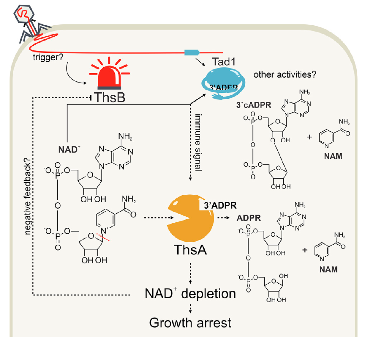 Publications — Sternberg Lab