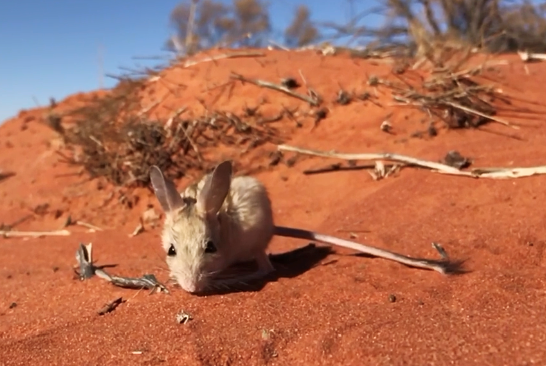 Threatened Species Conservancy