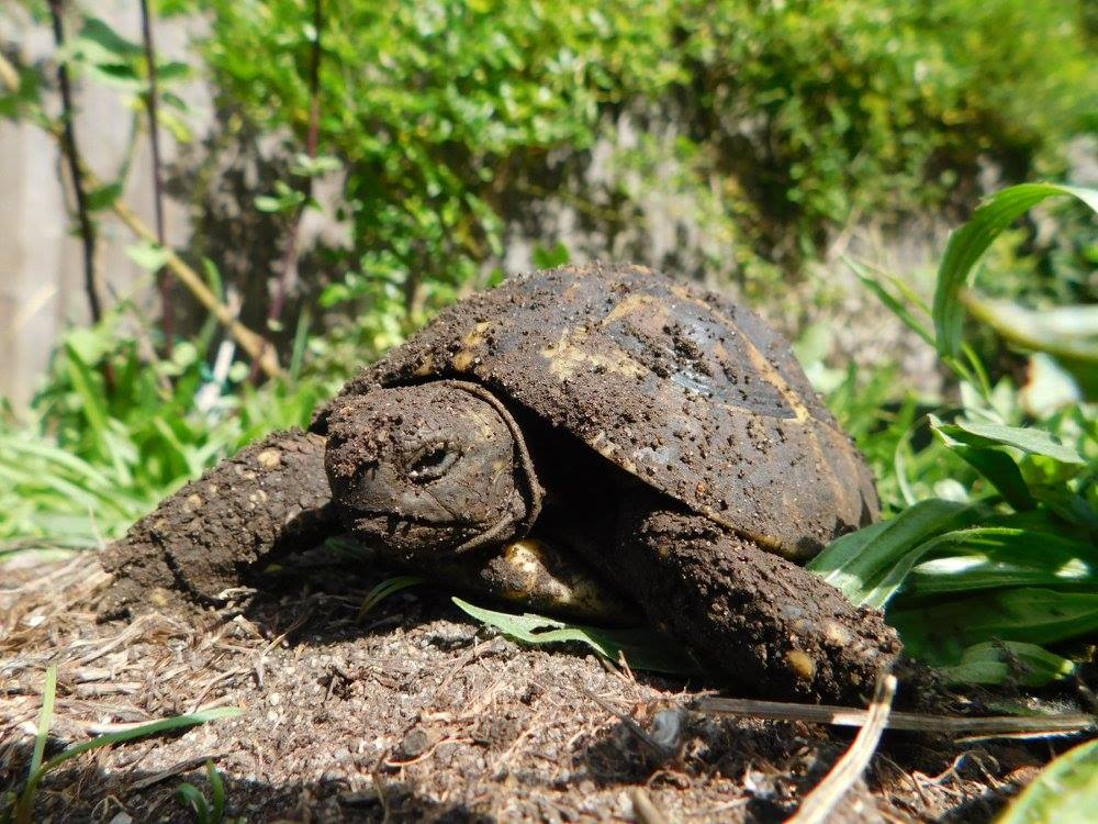 Gallery — Norfolk Tortoise Club