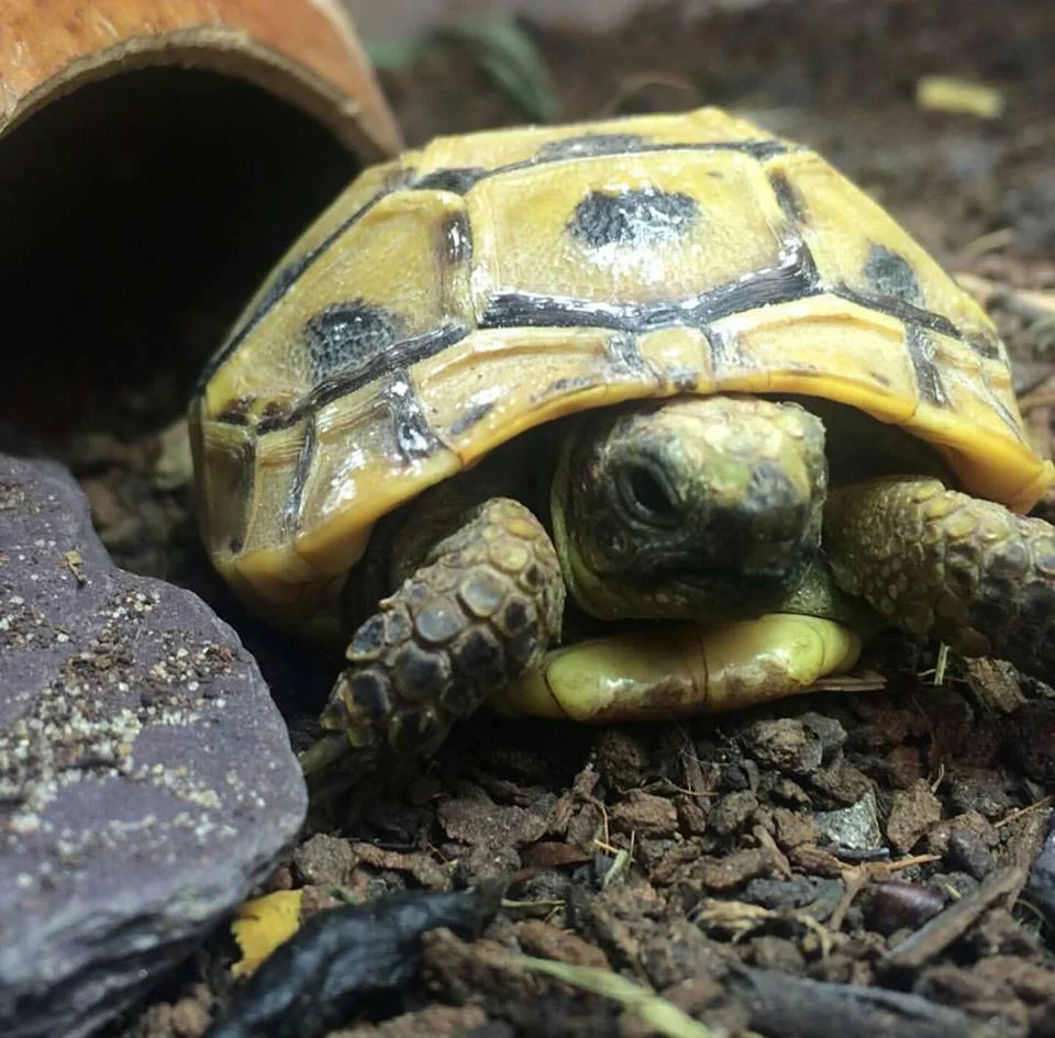 Gallery — Norfolk Tortoise Club