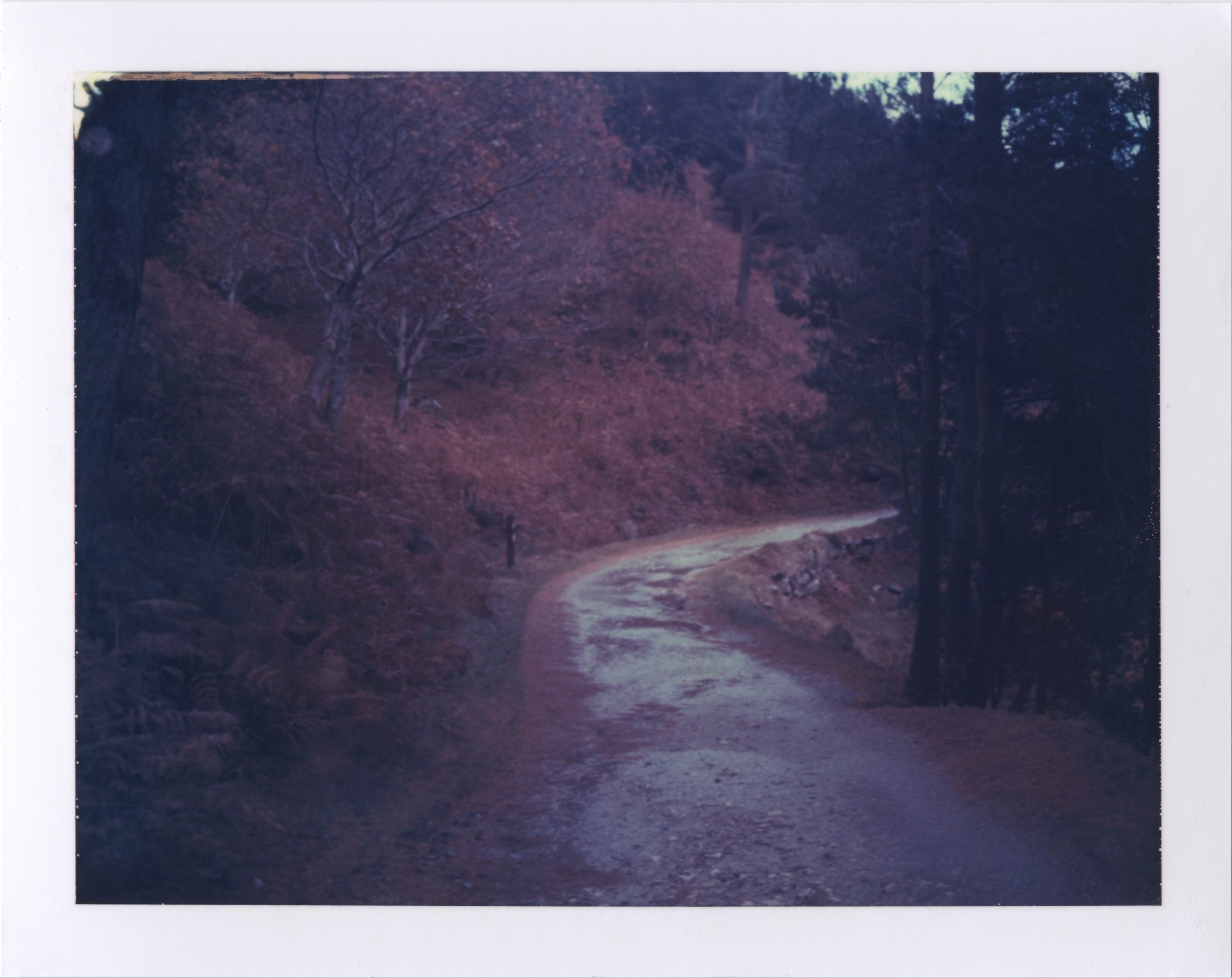 Polaroid — Rhiannon Adam