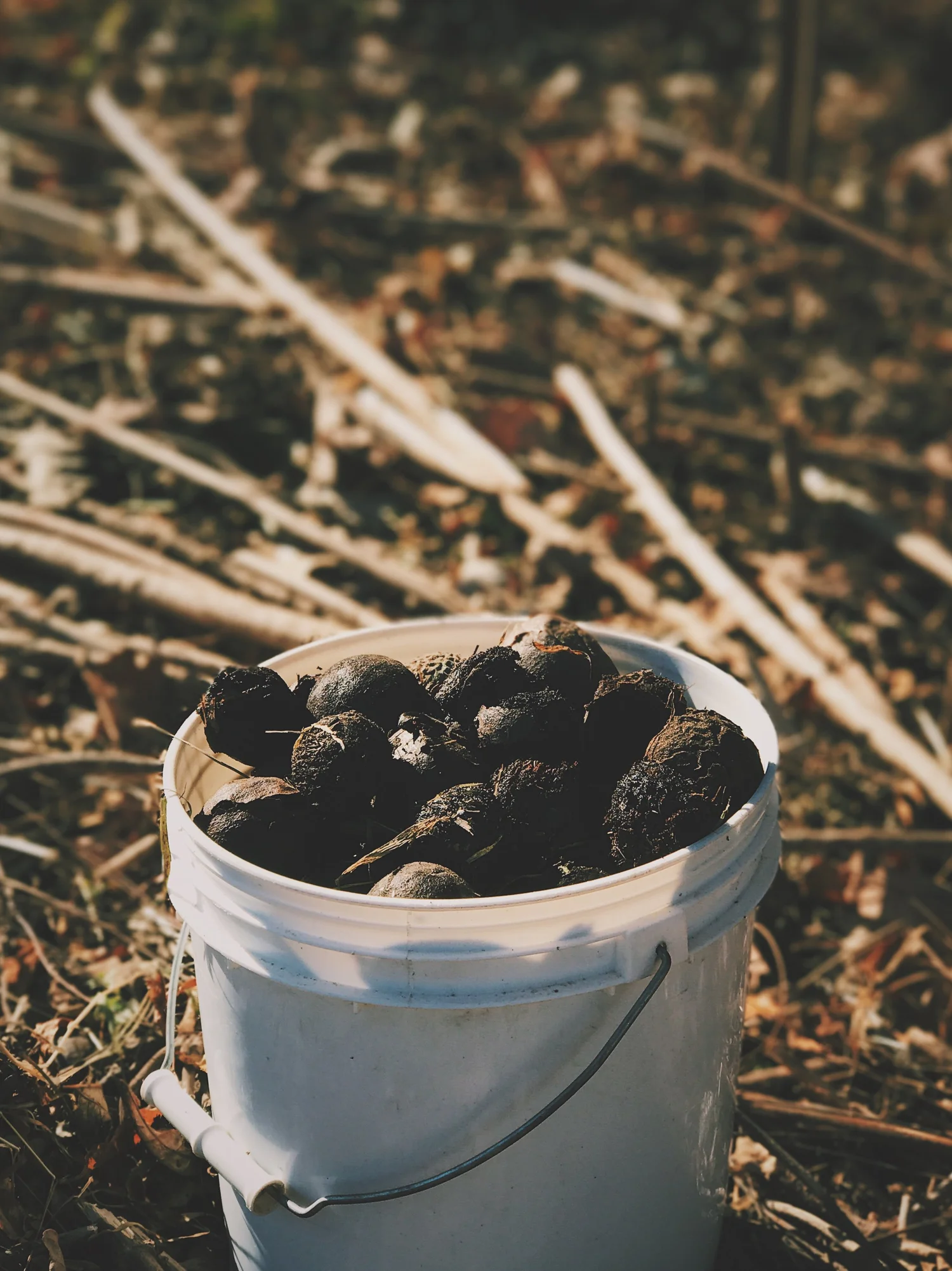 Black Walnut-Dyed Yarn: Gathering Materials — Acre