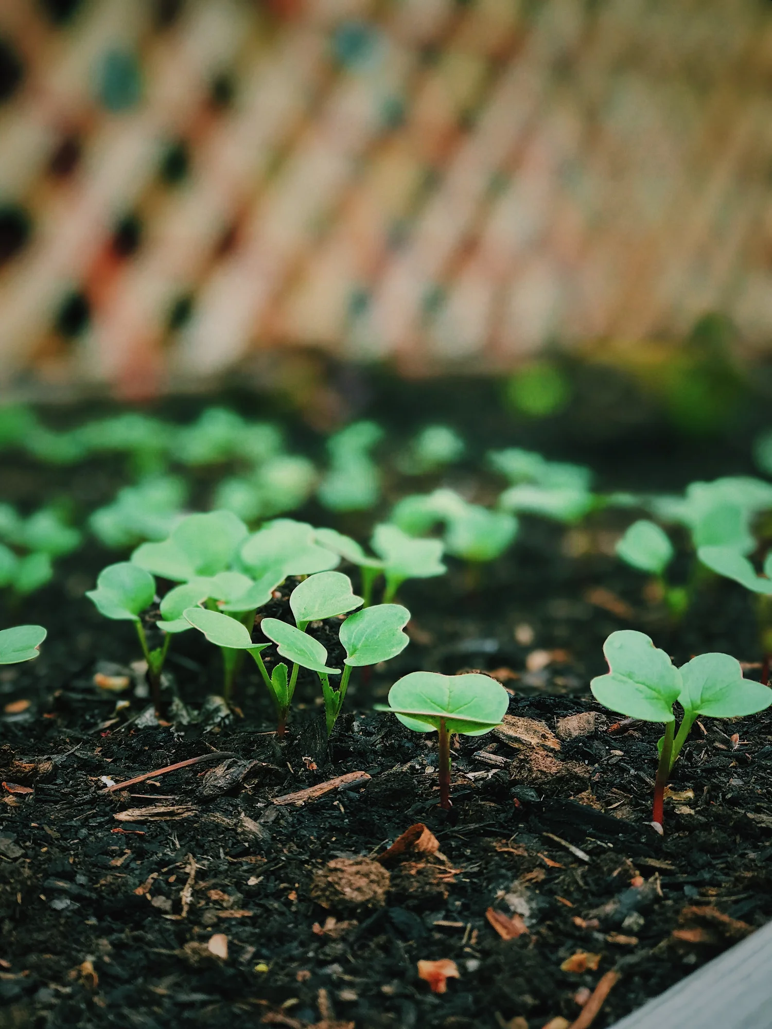 5 Tips for Planting Day — Acre