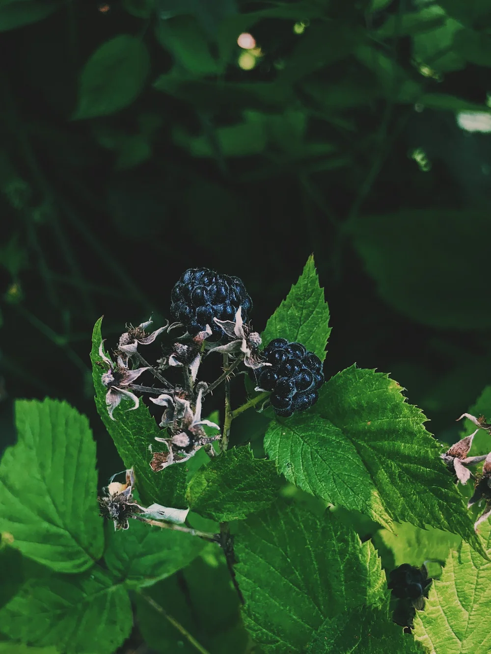 My Garden Beds — Acre