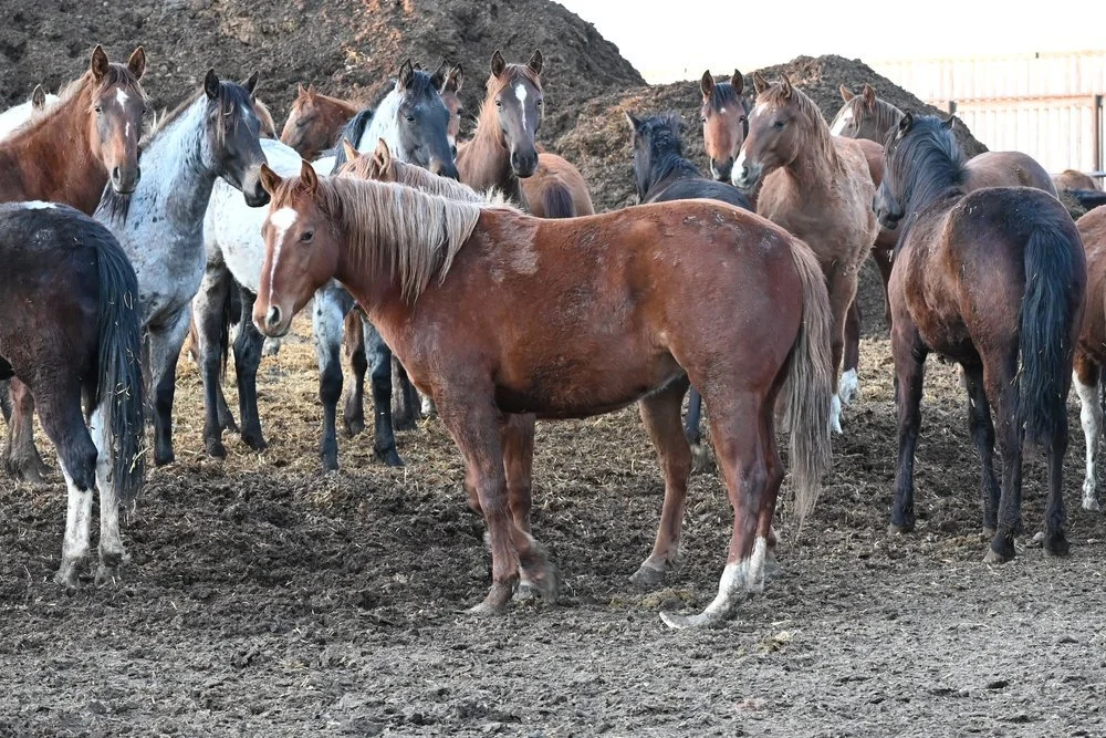 ‘Significant Victory’: Canada’s Largest Horse Slaughter Feedlot has ...