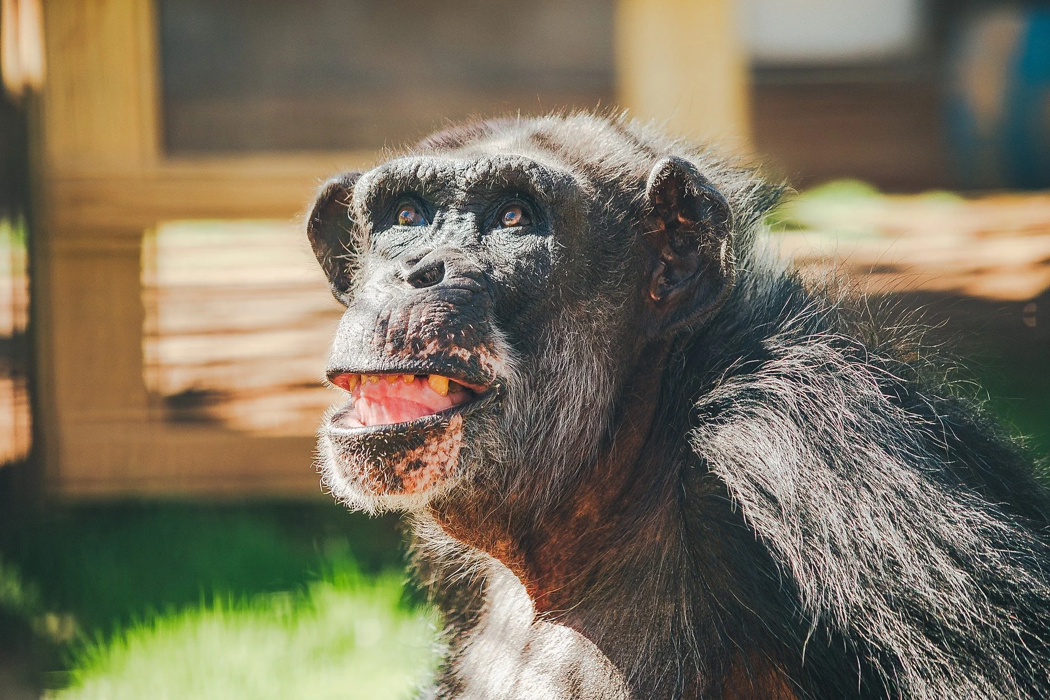 Chimpanzees experimented on by animal testing lab finally relocated to ...