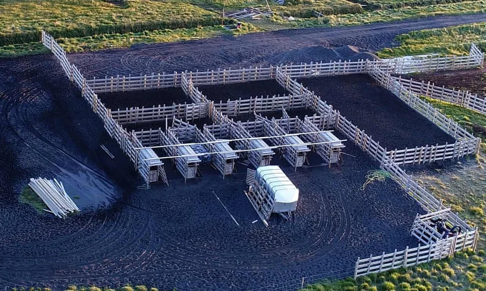 Horse Blood Farms to Continue in Iceland Despite Fierce Opposition ...