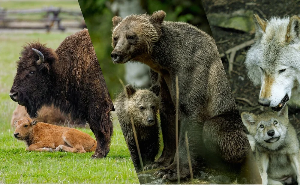 Petitions for Animals — Species Unite