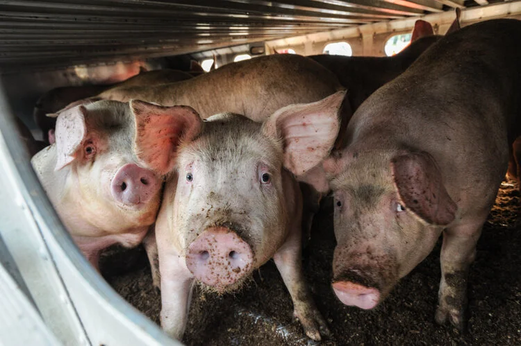 World’s Largest Pig Farm To Open, Will ‘Produce’ 2 Million Pigs Per ...