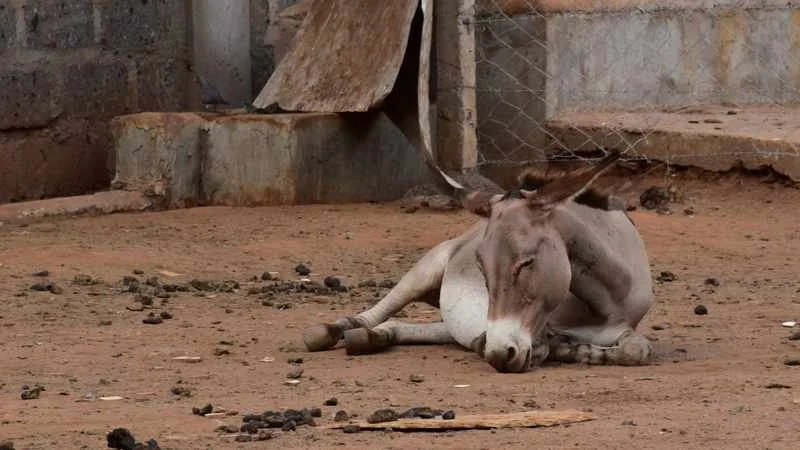 Petition Update: Tanzania Bans the Slaughter of Donkeys for their Skins ...