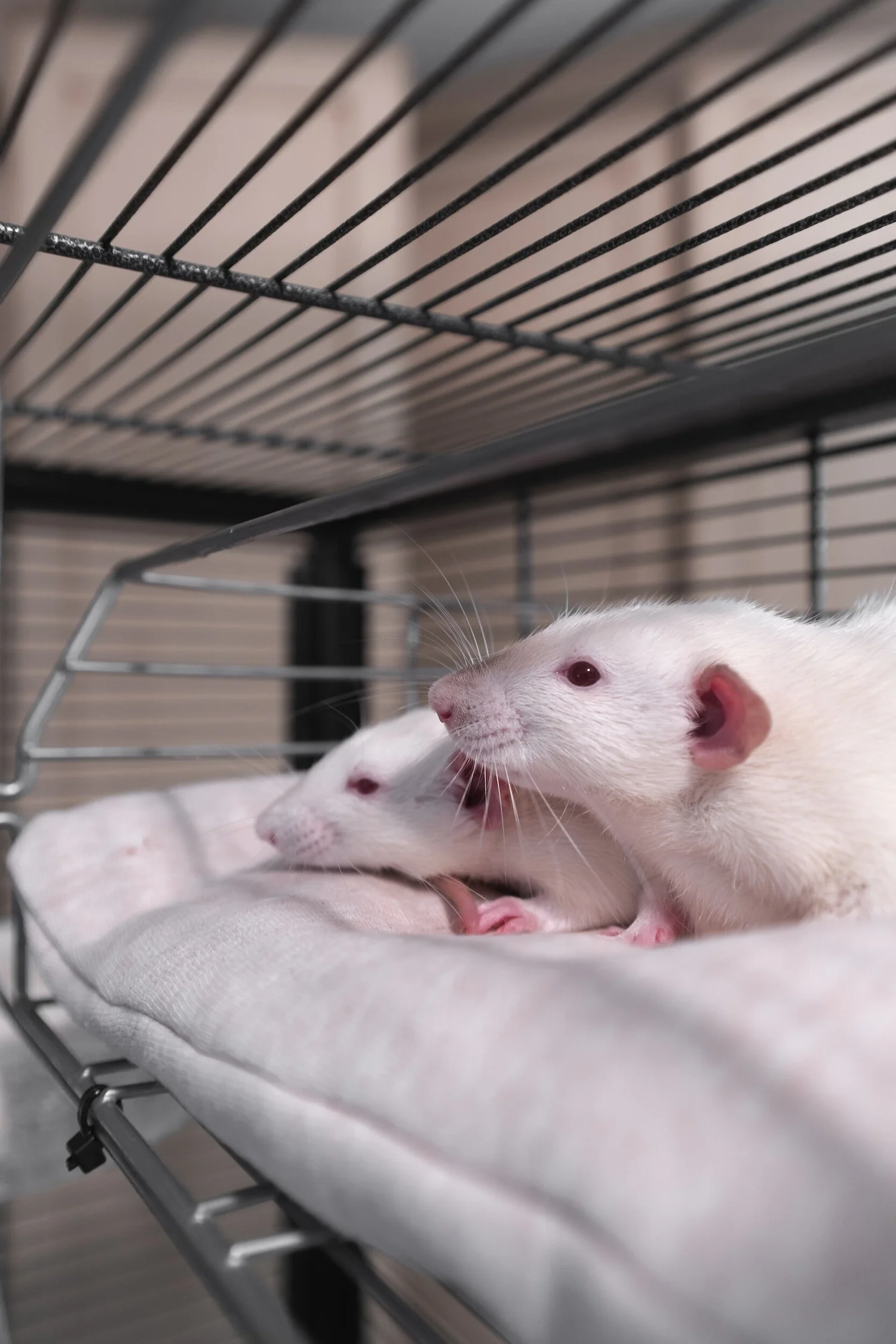 Advancements in Animal Testing Alternatives: Ethical and Effective ...