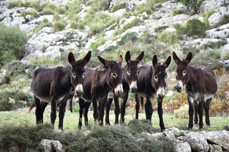 The Donkey Skin Trade - Everything You Need to Know — Species Unite