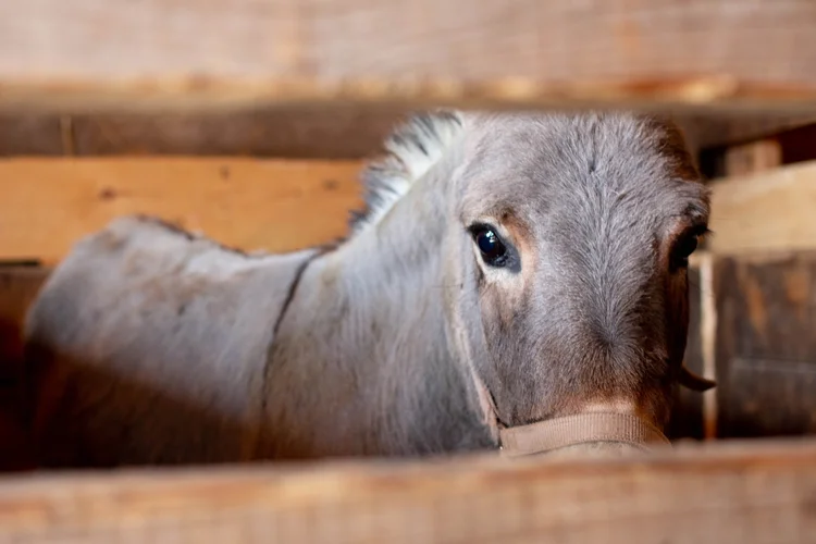 The Donkey Skin Trade - Everything You Need to Know — Species Unite