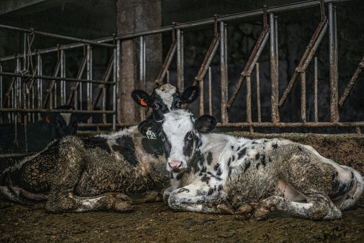 Every Year 18 Billion Farmed Animals Die But End Up As Waste, Study ...