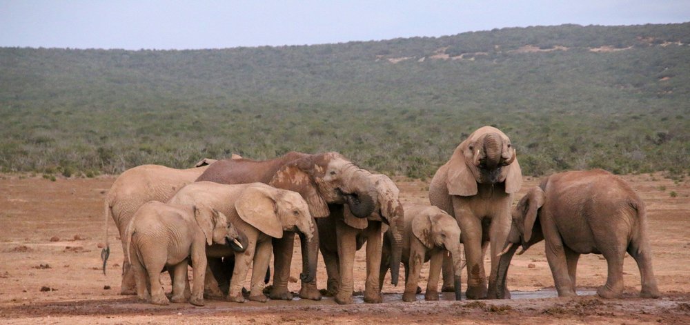 Elephants call each other by unique names, new study finds — Species Unite