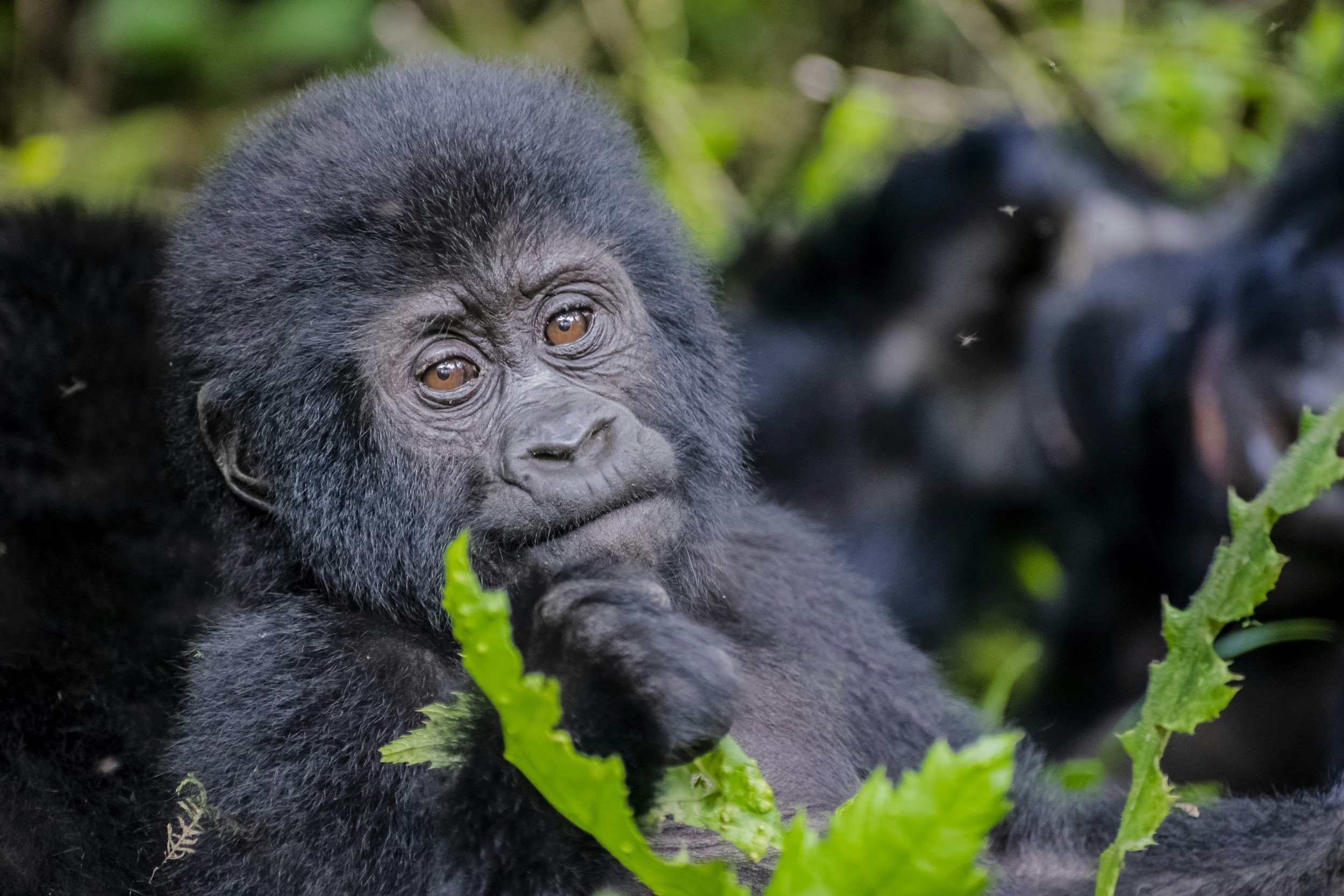 Mountain gorilla gives birth to twins, in major boost for the ...