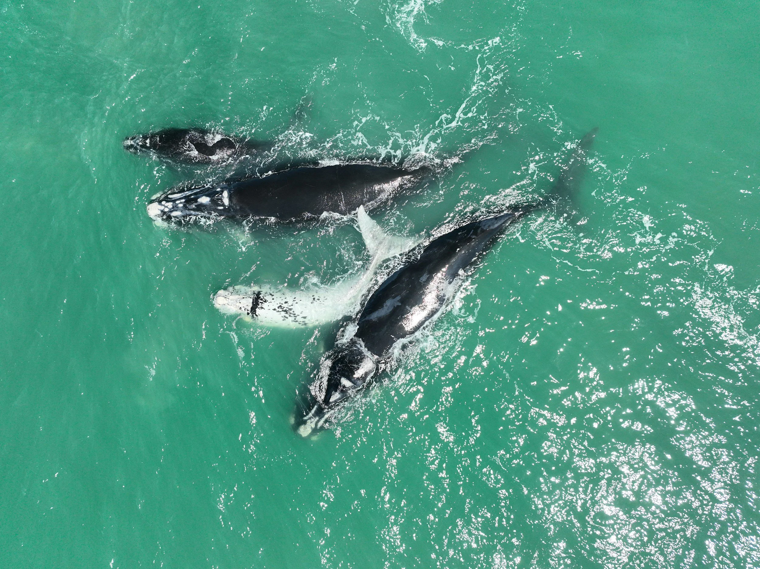 Petitions for Animals — Species Unite