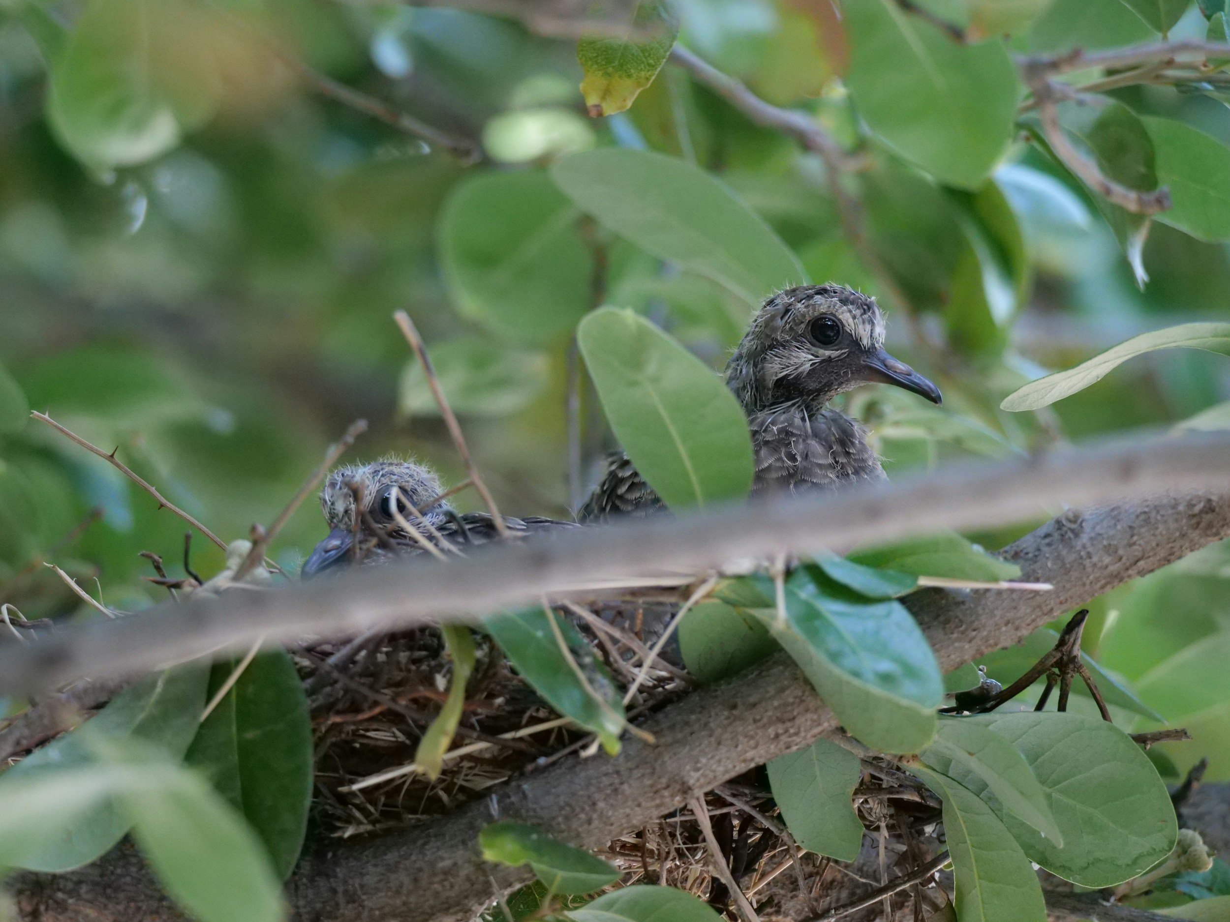 How to help injured or orphaned baby animals, according to wildlife ...
