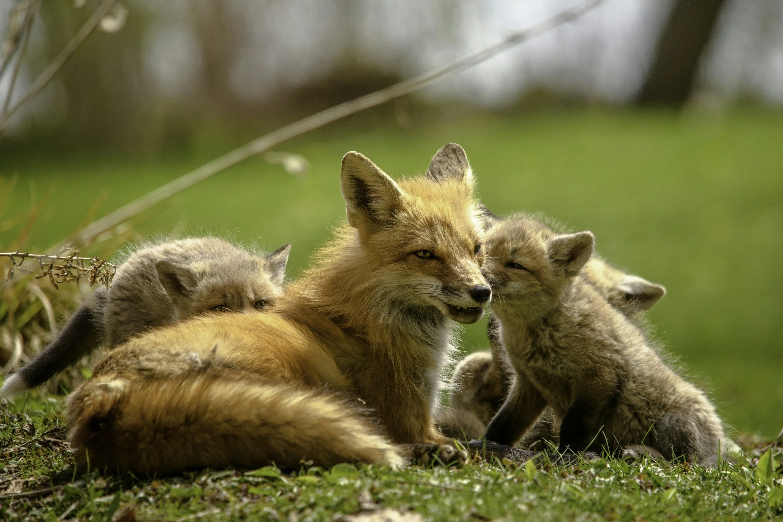 How to help injured or orphaned baby animals, according to wildlife ...