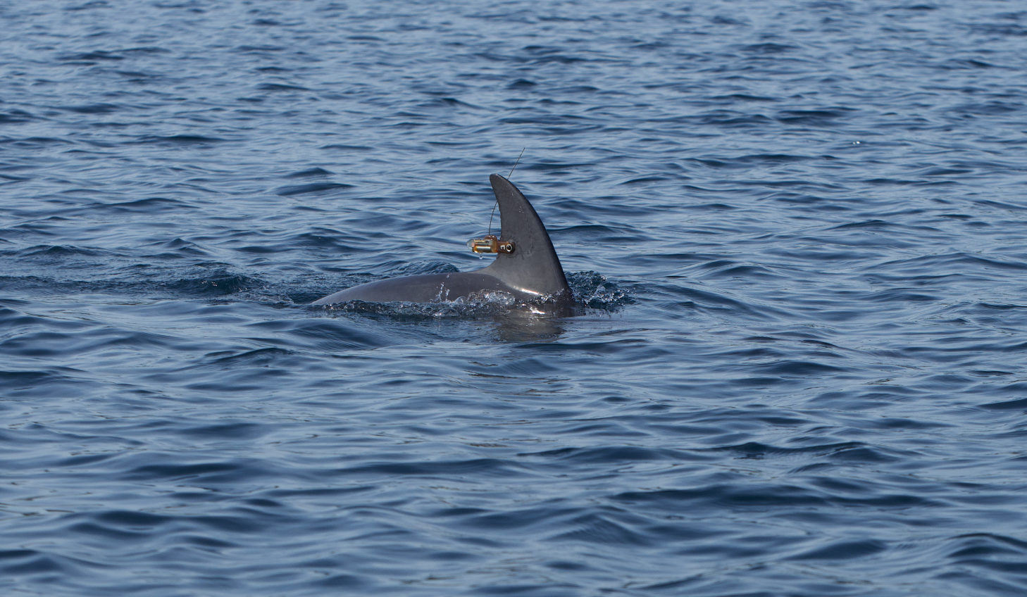 These Three Dolphins Were Abused by Tourists for Years. Now They’ve ...