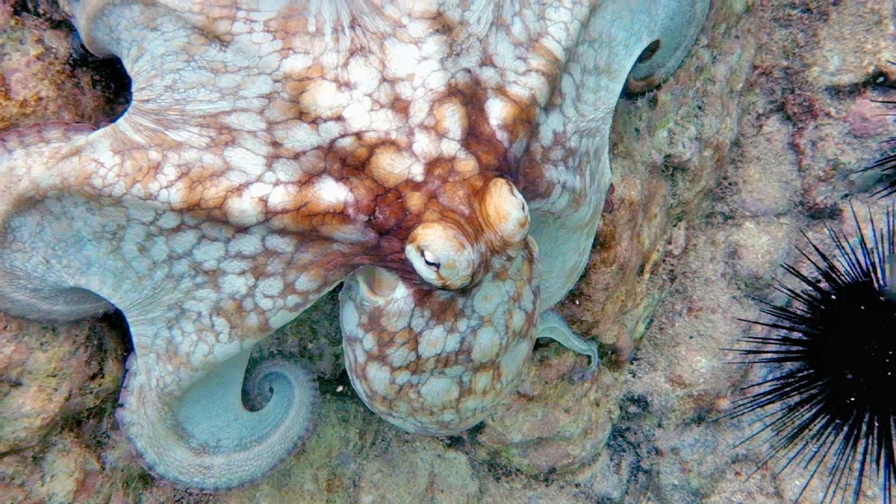 Victory! Bill to Ban Octopus Farming in Washington Has Passed State ...
