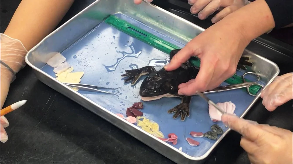 Animal Dissection in School Classrooms is "Unnecessary", New Report ...