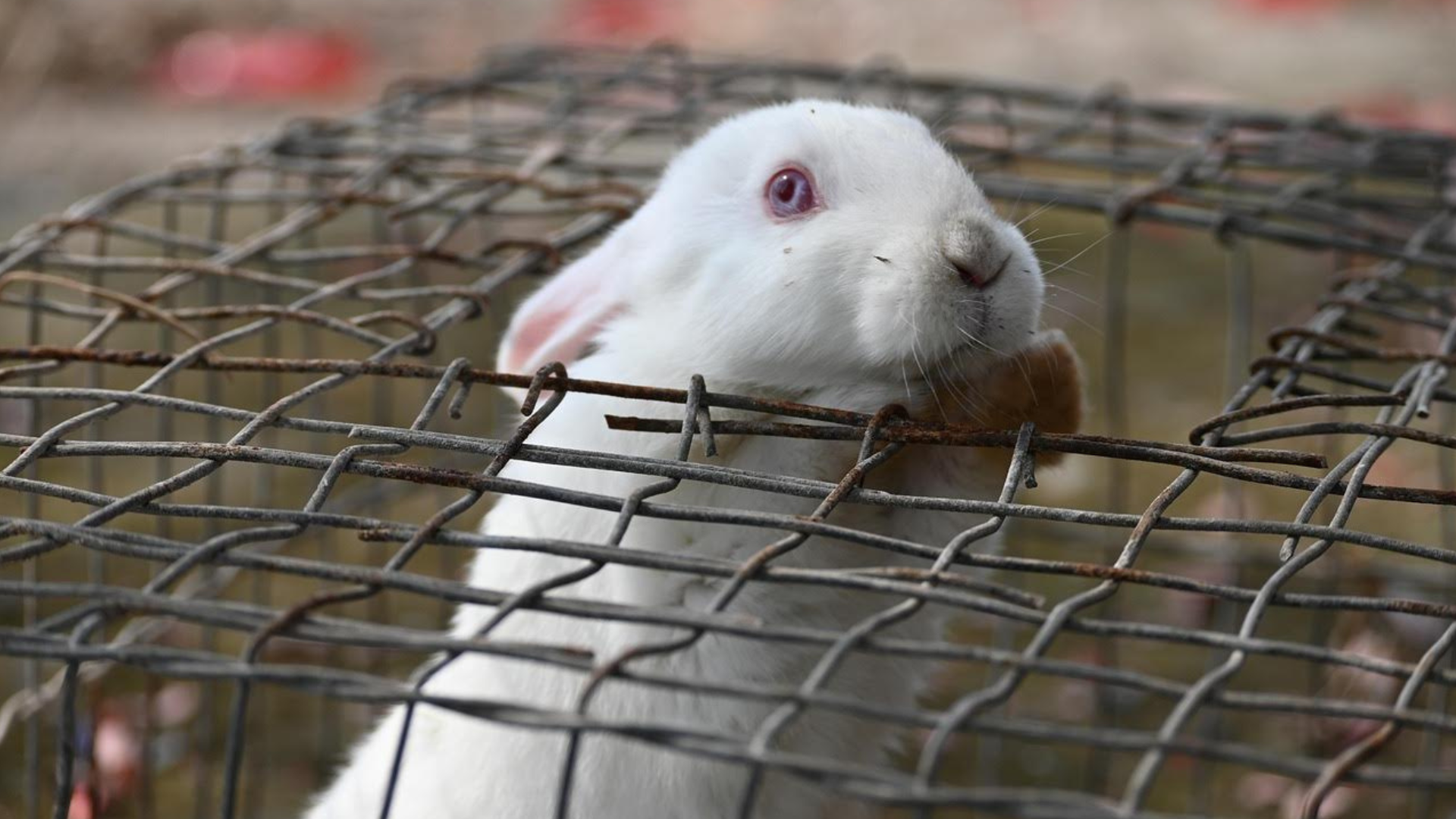 Petitions for Animals — Species Unite