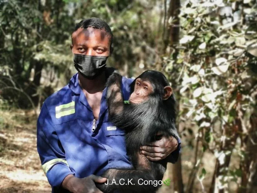 Baby Chimpanzees Kidnapped From Sanctuary — Species Unite