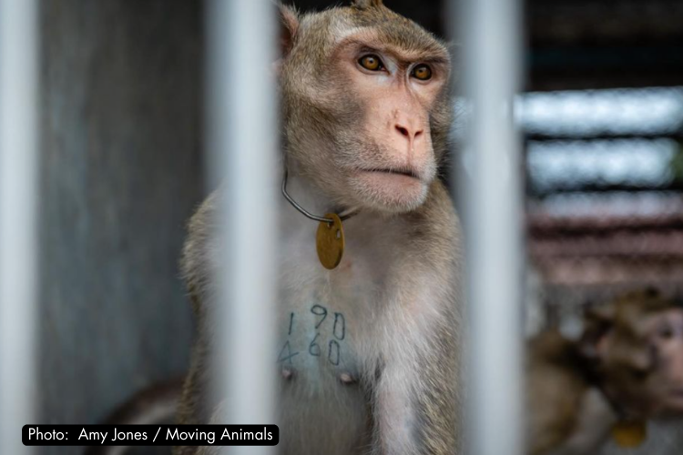 Petitions for Animals — Species Unite