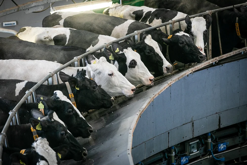 Current State of Factory Farming: Just Five Companies Responsible for ...