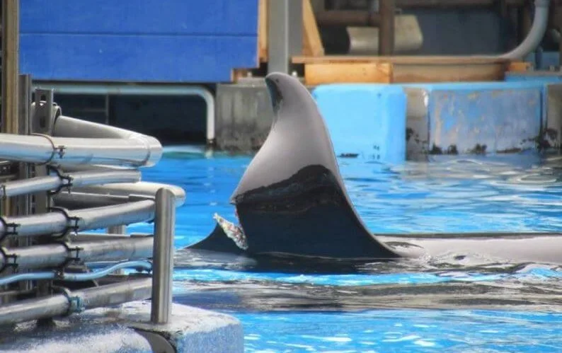 The last 17 orcas in U.S. captivity — Species Unite