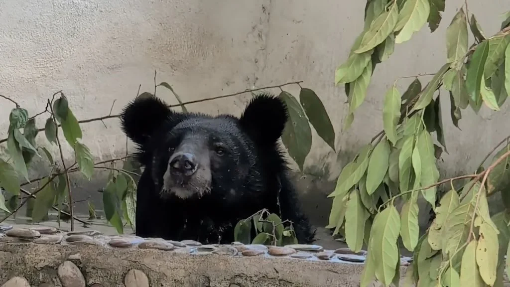 Conservation group stages the biggest rescue of moon bears from illegal ...
