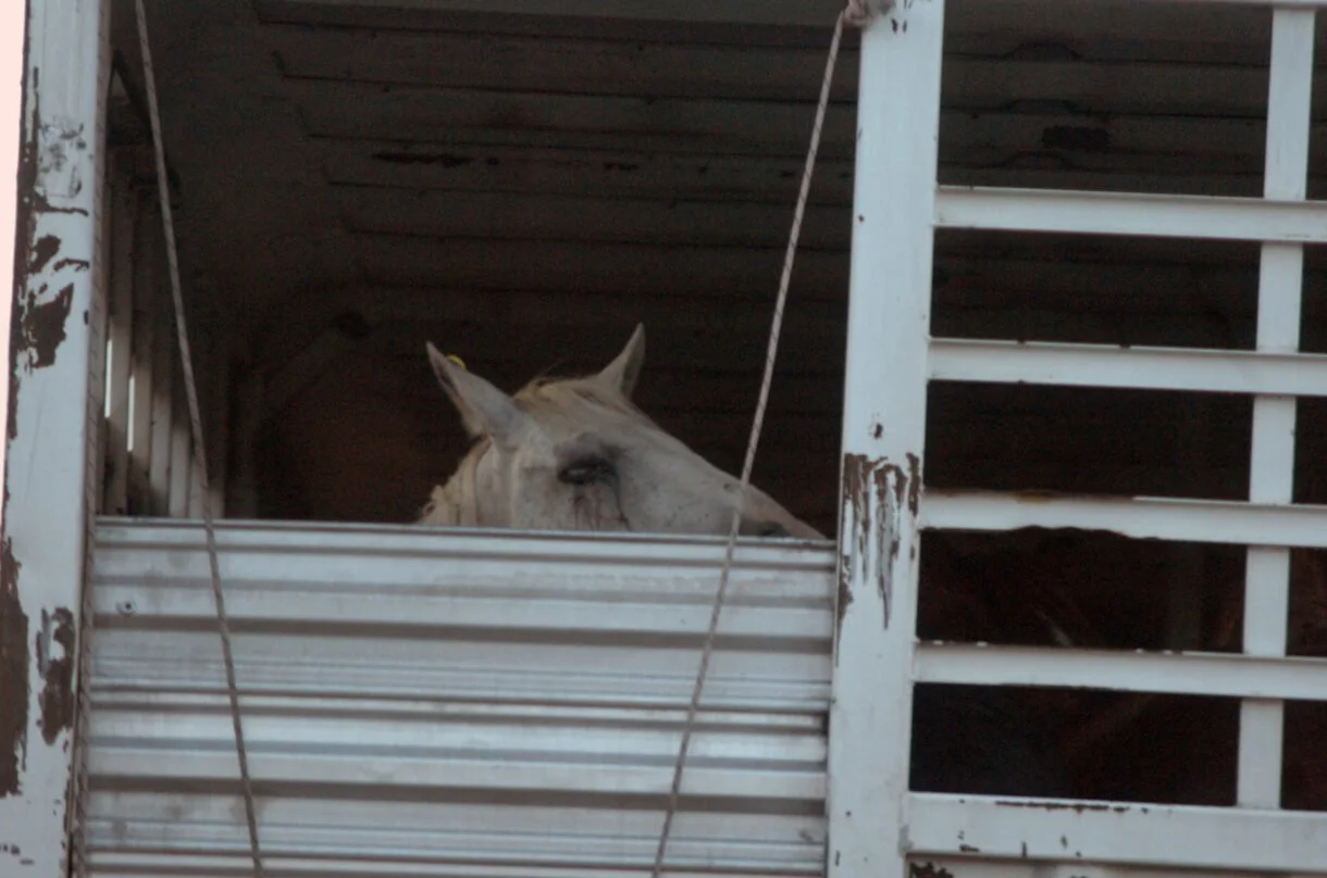 'Brutal and Dangerous': Bill to End Horse Slaughter Reintroduced to ...