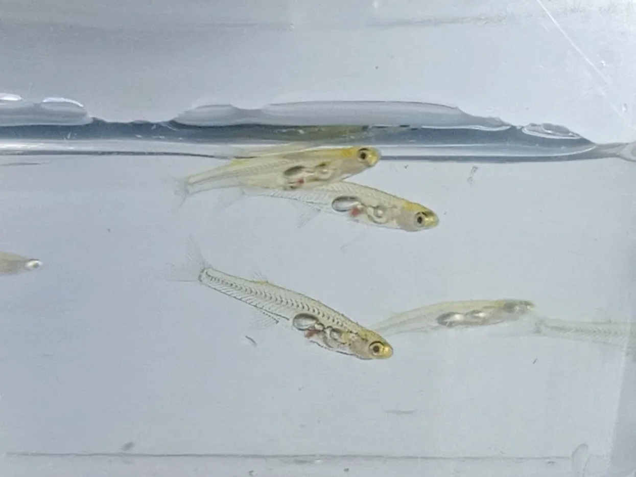 Amazing Animals: This Tiny Fish Can Produce Sound as Loud as a Firework ...