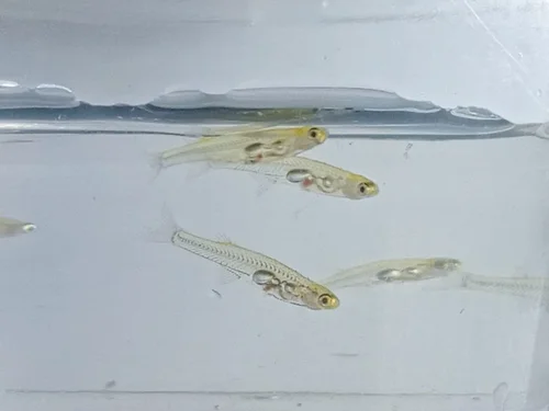 Amazing Animals: This Tiny Fish Can Produce Sound as Loud as a Firework ...