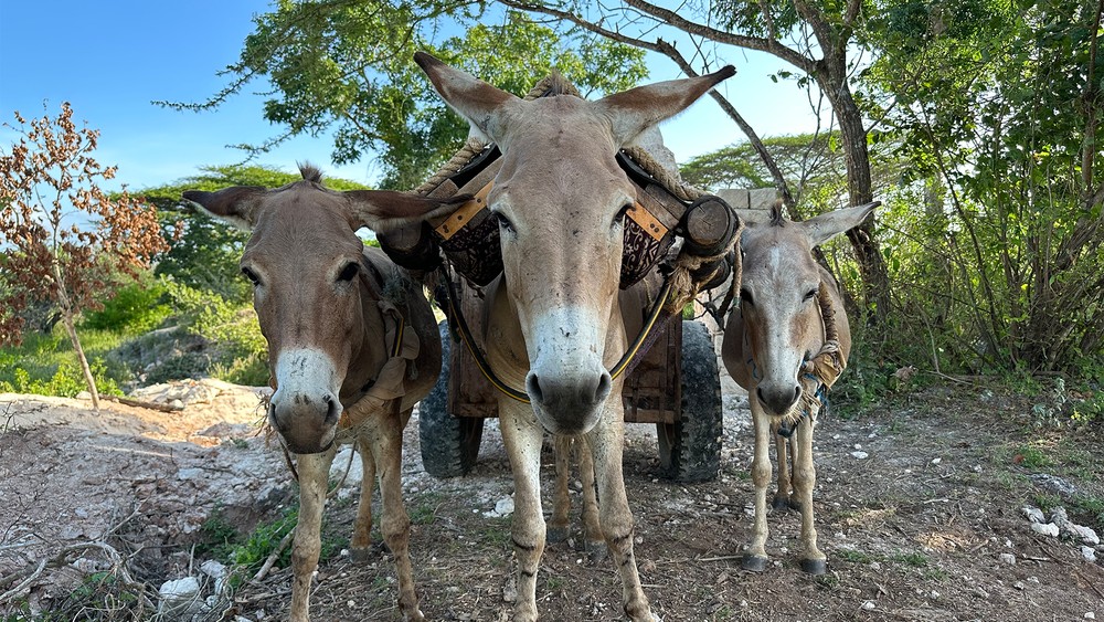 'Closer Than Ever': Africa, Brazil On the Verge of Banning the Donkey ...