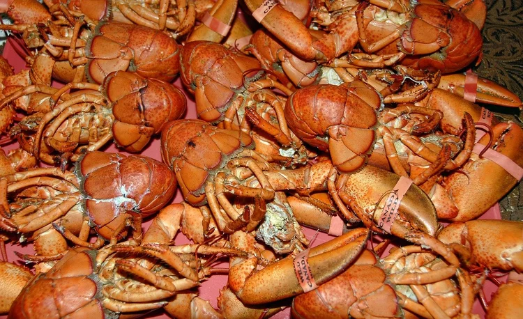 Why do we boil lobsters alive - and do they feel pain? — Species Unite