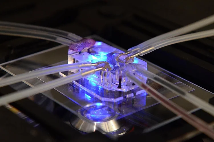 Harvard’s infant macaque experiments defunded after years of public ...