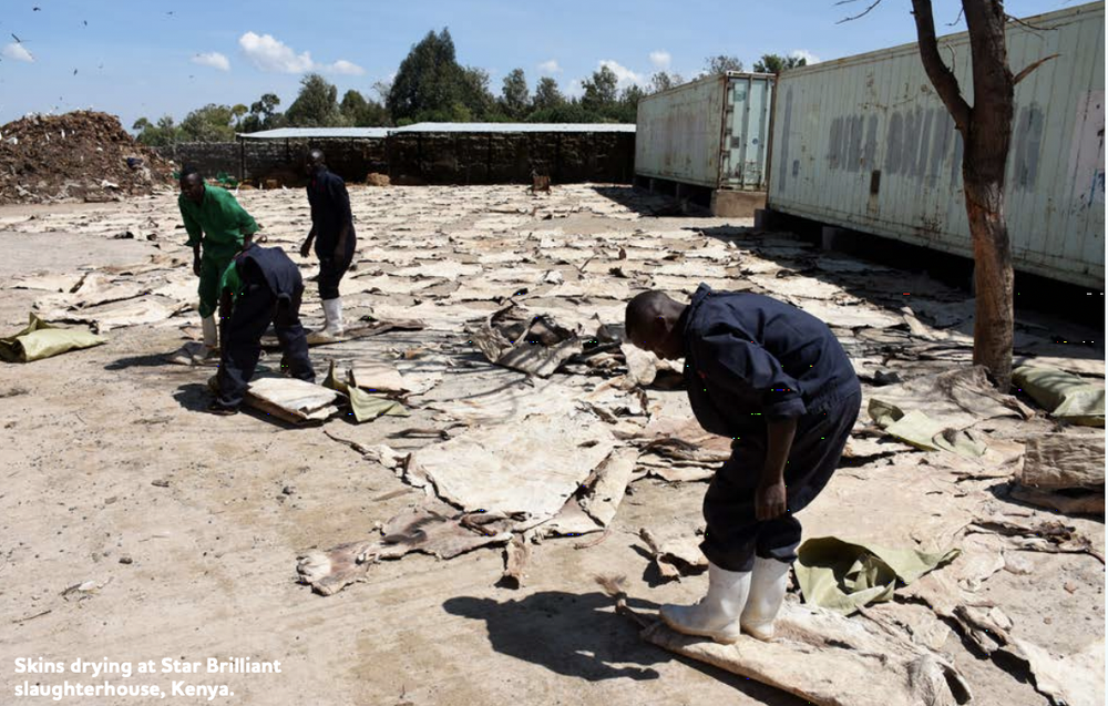Donkey Skin Trade a ‘Ticking Time Bomb’ for Spread of Deadly Diseases ...