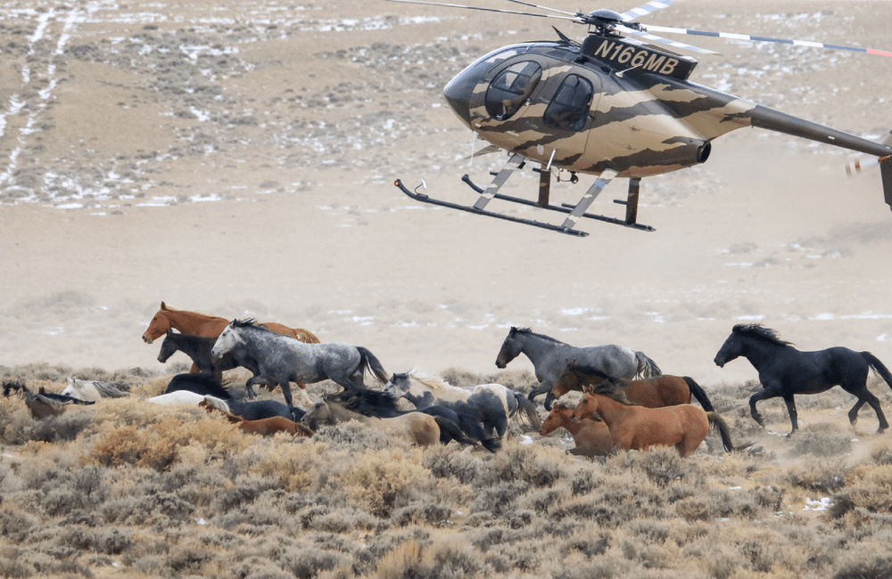 Hundreds Of Wild Mustangs Are Being Rounded Up To Make More Land For ...