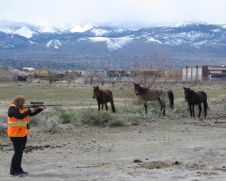 Hundreds Of Wild Mustangs Are Being Rounded Up To Make More Land For ...