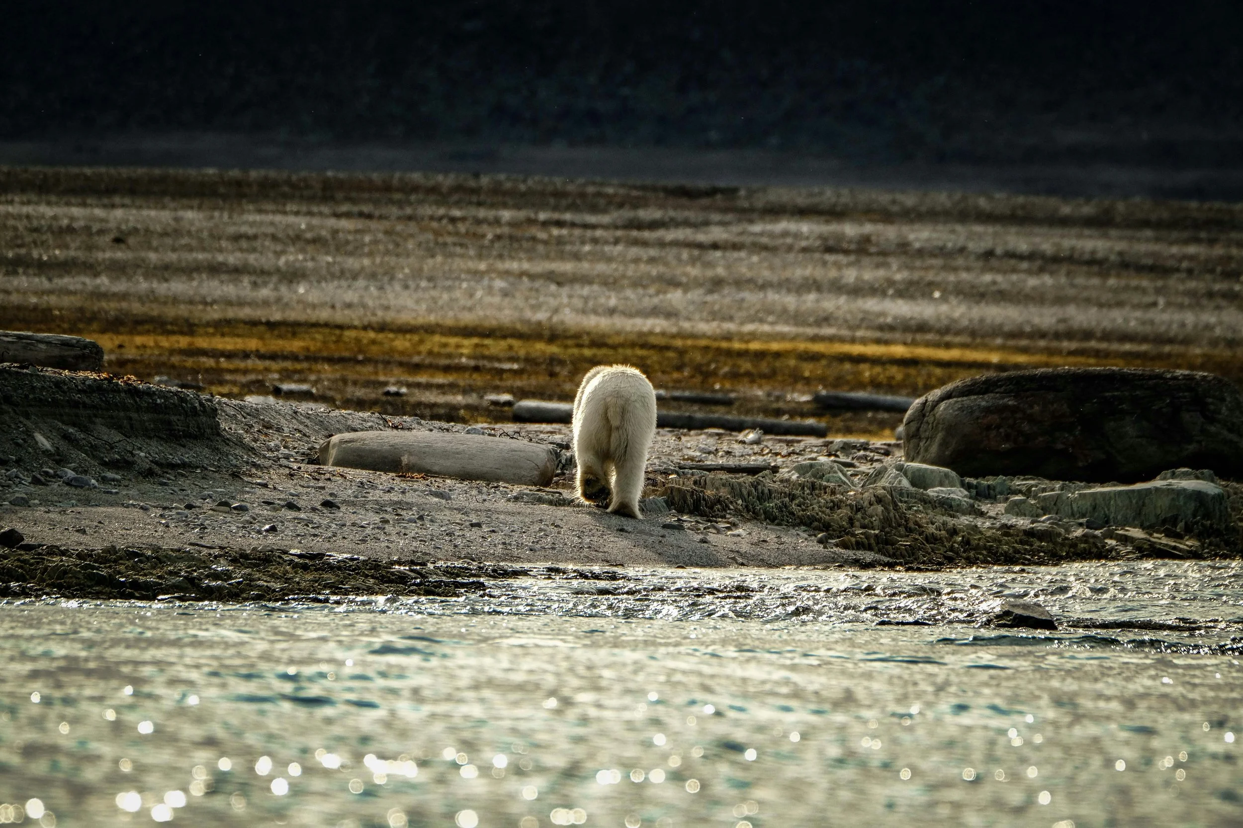 Wildlife charity WWF “helping facilitate” trade in polar bear fur ...