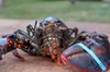 Why do we boil lobsters alive - and do they feel pain? — Species Unite
